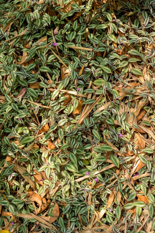 Tropical ground pattern stock photo. Image of leaf, life - 115920152