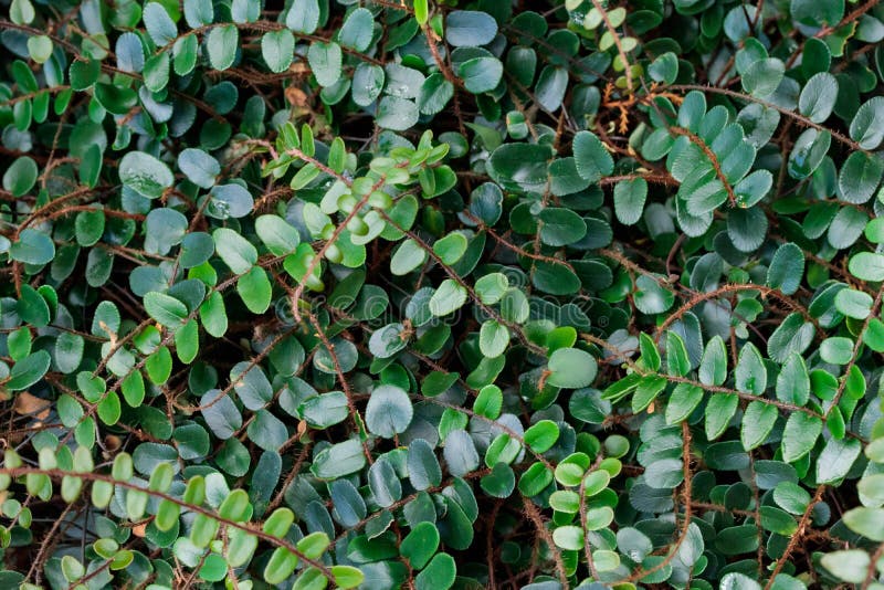 Tropical Growing Green Leaves Nature Texture Pattern Stock Photo ...