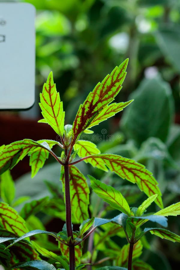 Tropical Growing Green Leaves Nature Texture Pattern Stock Photo ...