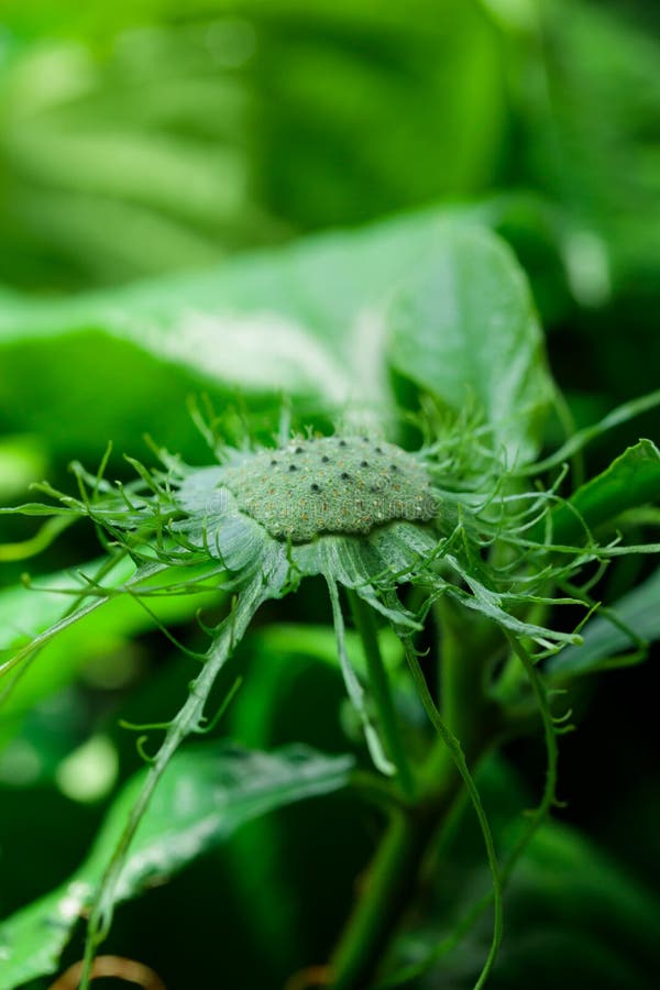 Tropical Growing Green Leaves Nature Texture Pattern Stock Image ...