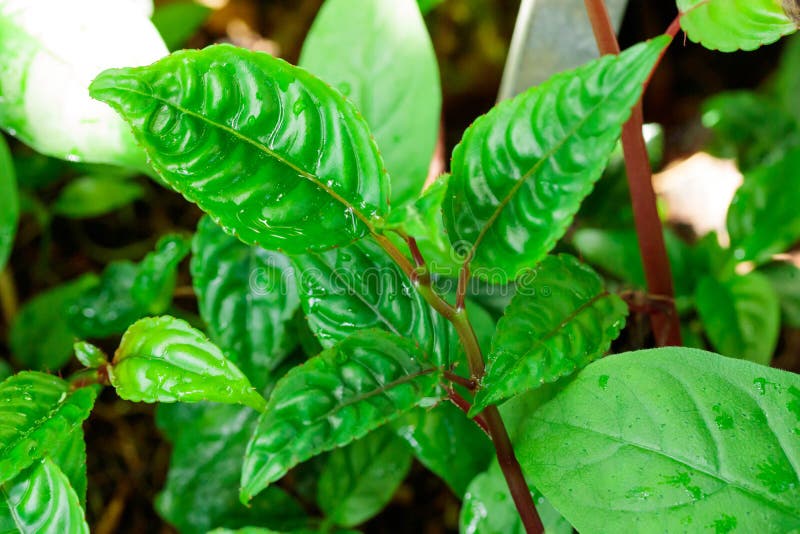 Tropical Growing Green Leaves Nature Texture Pattern Stock Image ...