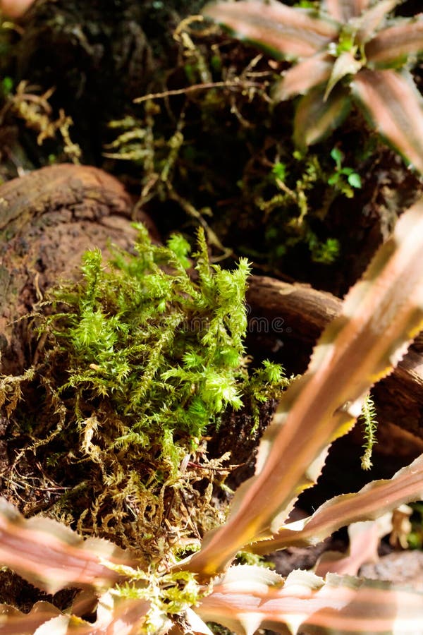 Tropical Growing Green Leaves Nature Texture Pattern Stock Image ...