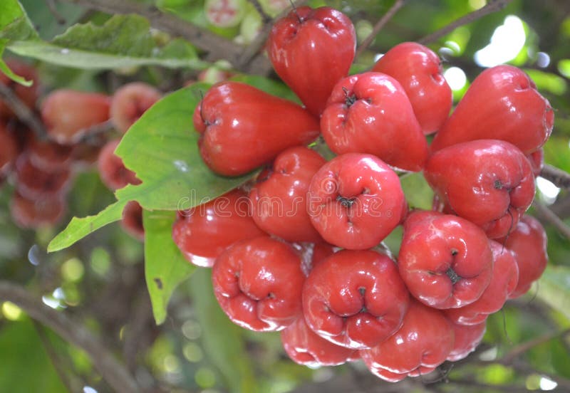 Tropical Guava Fruit Is Red On A Tree Stock Photo - Image of background ...