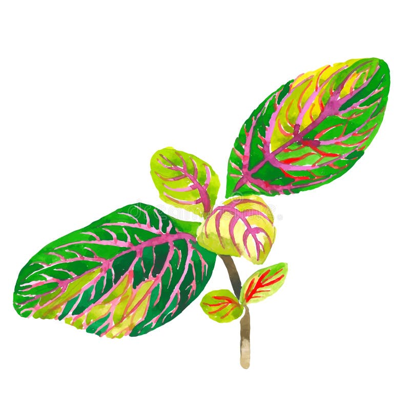 Tropical Hawaii Leaves Palm Tree in a Vector Style Isolated. Stock ...