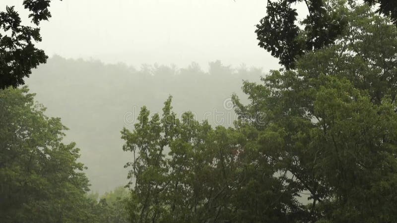 Tropical Heavy Rain with Oak Forest Background. Include the Original ...