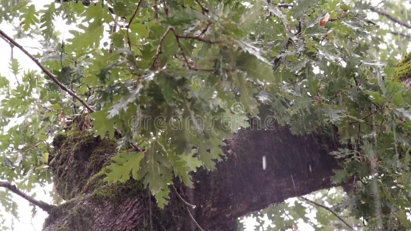 Tropical Heavy Rain with Oak Forest Background. Include the Original ...