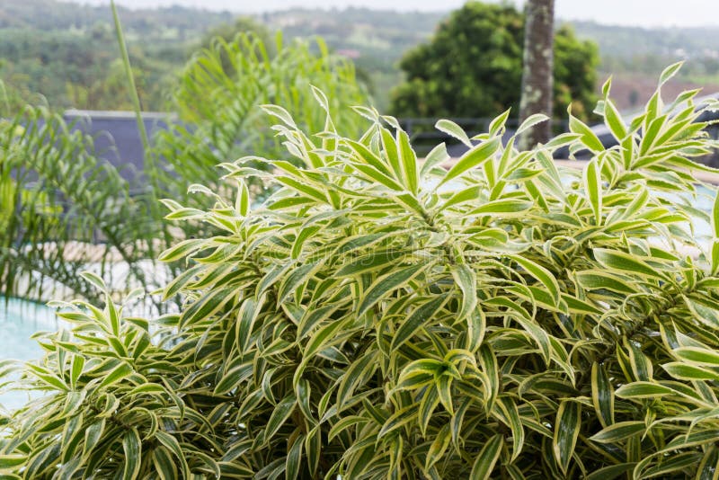 Tropical hedge stock photo. Image of lush, herb, philippines - 89639286
