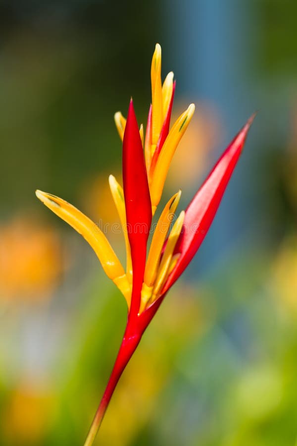 Tropical heliconia stock image. Image of heliconia, blossom - 19635887