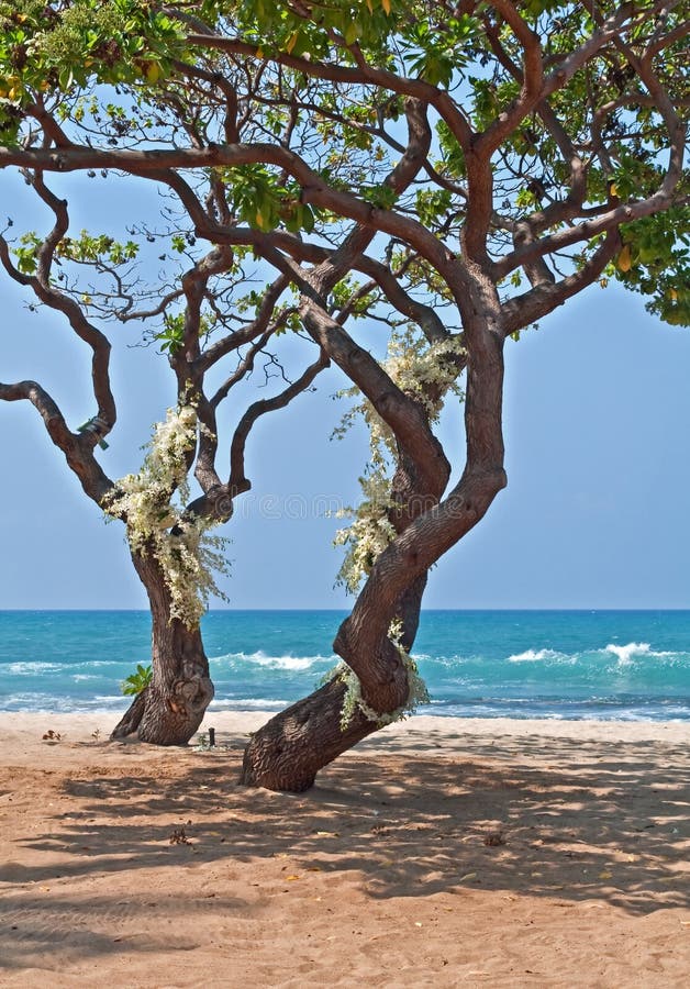 Tropical Heliotrope Trees with White Orchids on Beach Stock Photo ...