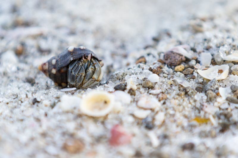 Tropical hermit crab stock image. Image of shell, creature - 78812021