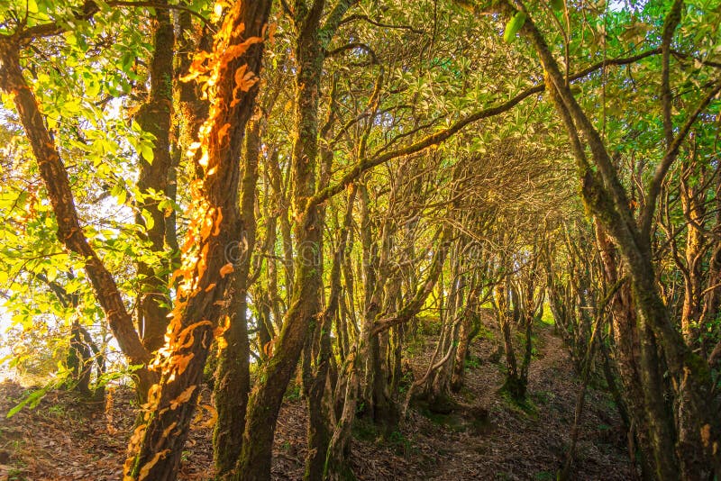 Himalayan forest at Binsar stock image. Image of forest - 208983333