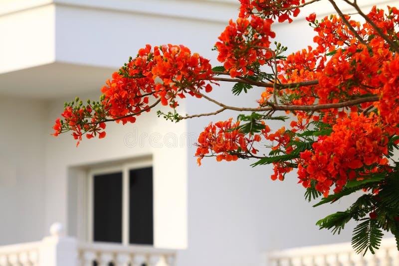 Fiery Tree Leaves in Autumn Stock Image - Image of fire, autumn: 251818353
