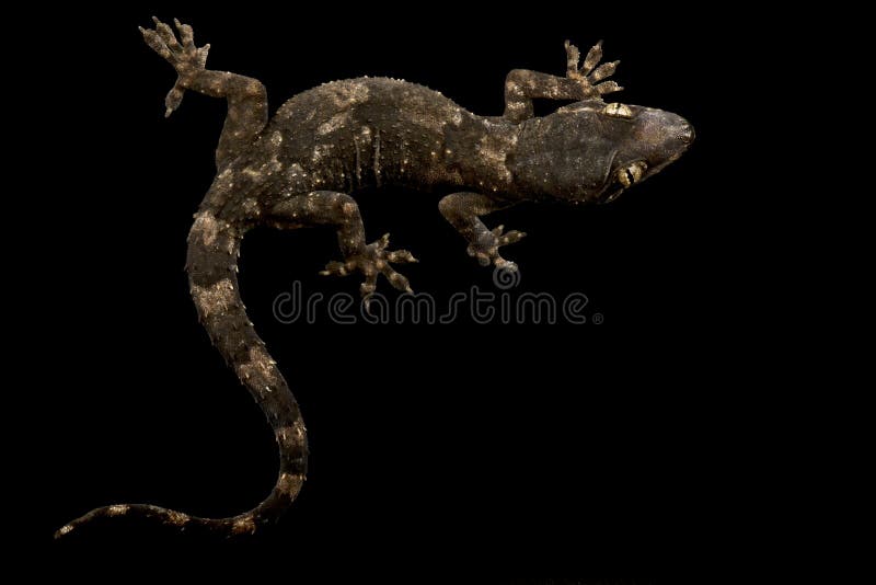 Tropical House Gecko Hemidactylus Benguellensis Stock Photo - Image of ...