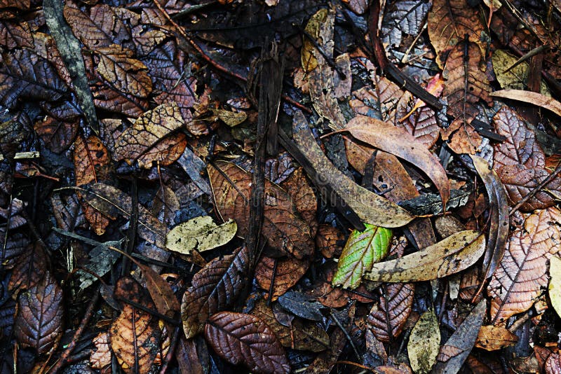 Tropical Humid Forest Leafy Floor Stock Image - Image of detritos ...