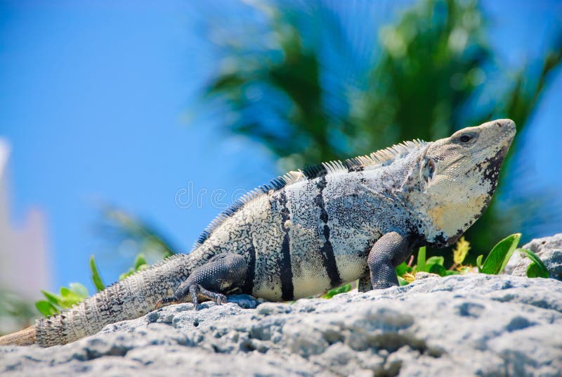 Tropical iguana stock photo. Image of animal, iguana - 12069618