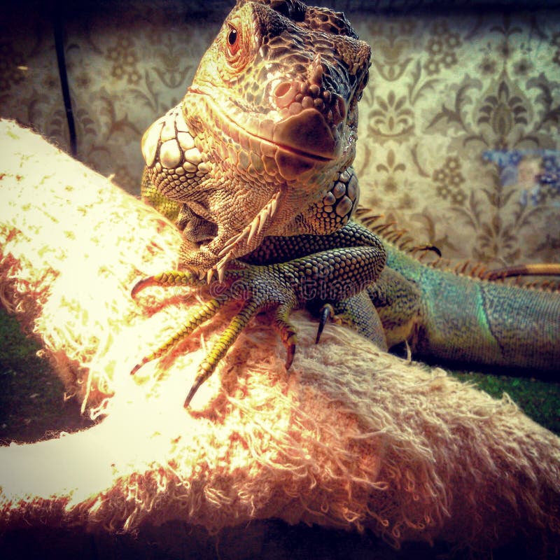 Tropical iguana stock photo. Image of green, curious - 87985098