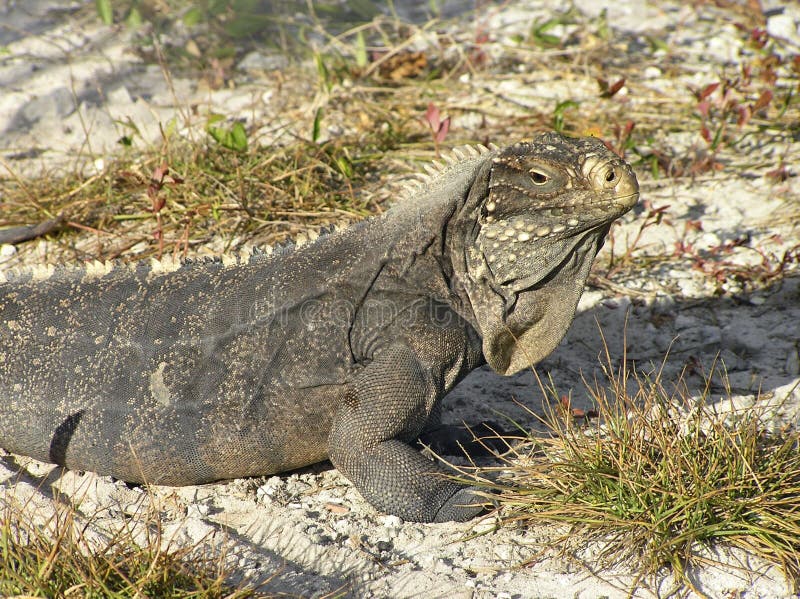 Tropical iguana in the sun stock photo. Image of snake - 207058716
