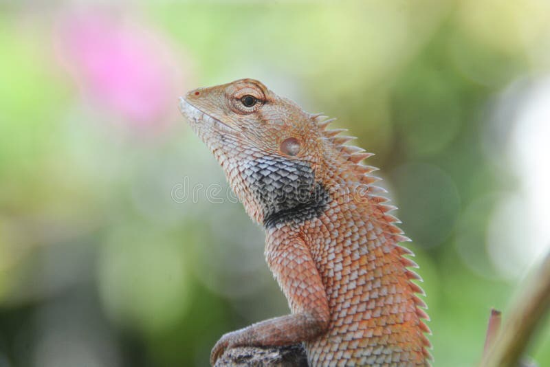 Tropical Iguana Which Can Change Color Based on Surrounding Stock Photo ...