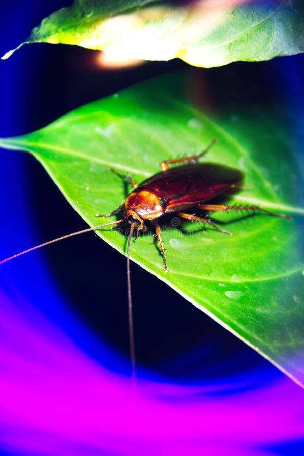 Tropical Insects on Tropical Plants in Rain Forest Stock Image - Image ...