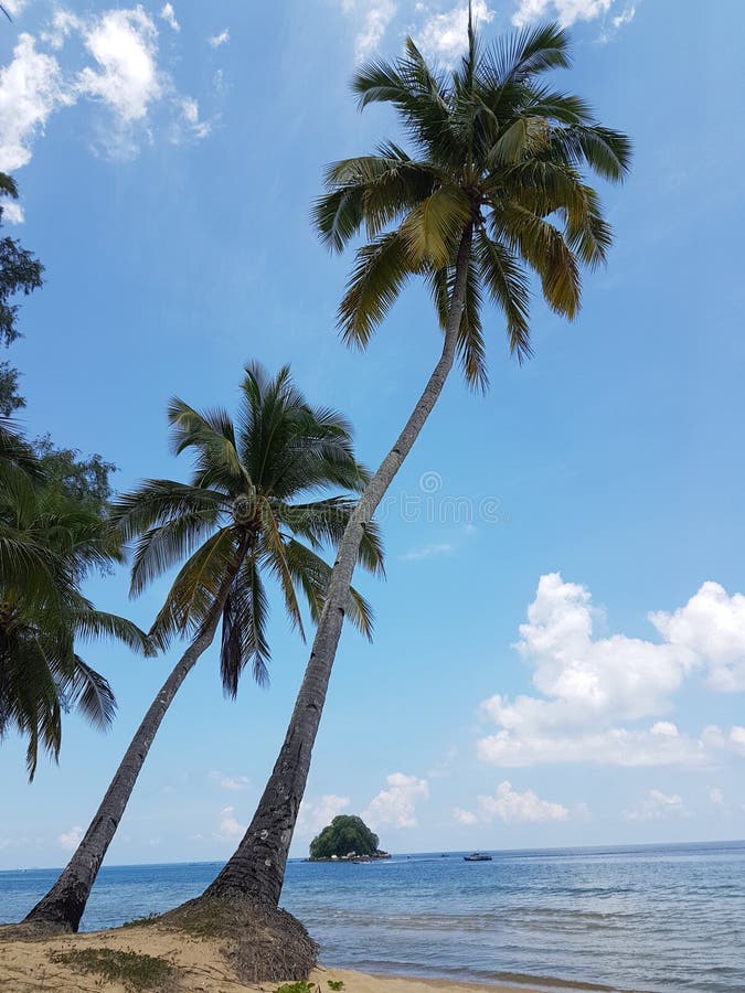 Tropical Island with Coconut Tree Stock Photo - Image of remote, copy ...