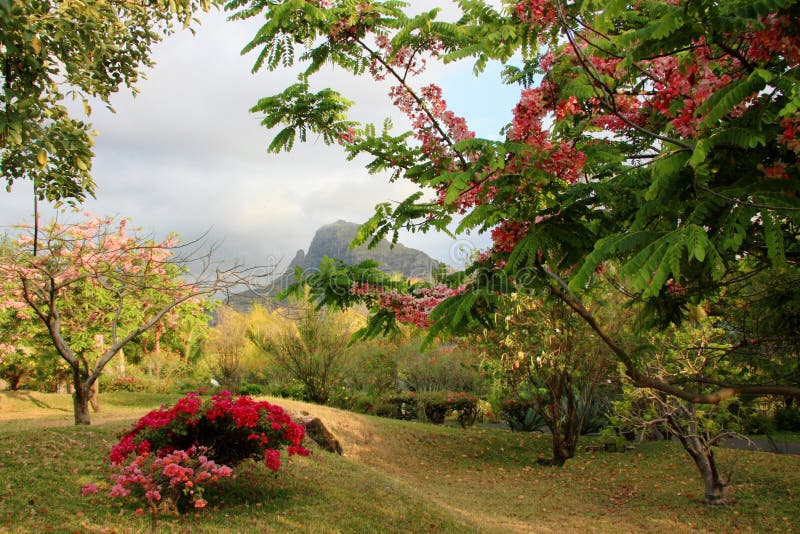 The Tropical Island of Mauritius Stock Image - Image of mauritius ...