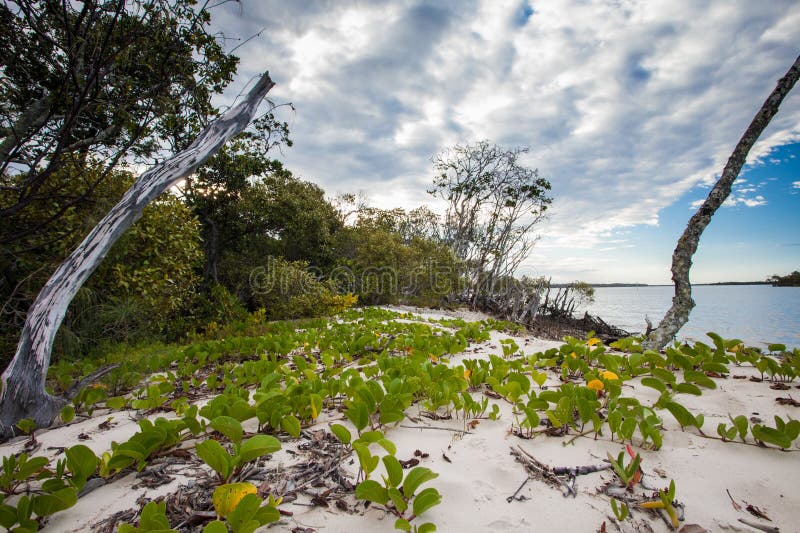Tropical Island Near Gold Coast Stock Image - Image of dream, paradise ...