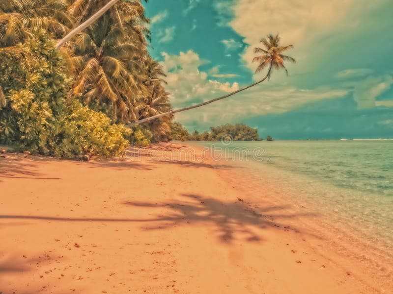 Tropical Beach and Palm Tree on a Hot Day Stock Photo - Image of season ...