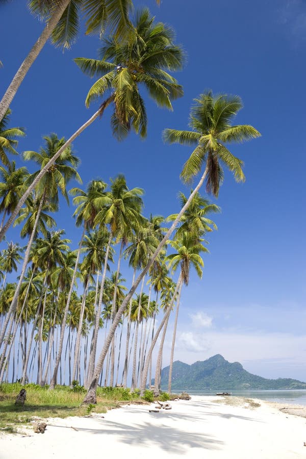 Coconut Trees Moorea South Sea Stock Image - Image of moorea, ocean ...
