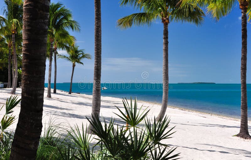 Key Largo Beach stock photo. Image of keys, dock, palms - 368604
