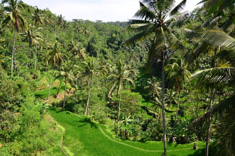 Tropical Island Scenery - View of the Rice Fields Stock Photo - Image ...
