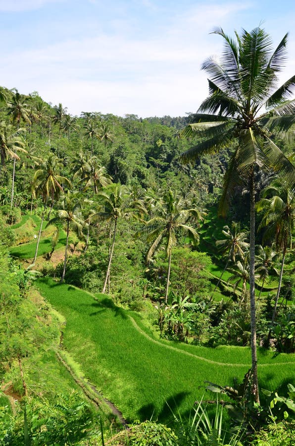 Tropical Island Scenery - View of the Rice Fields Stock Image - Image ...