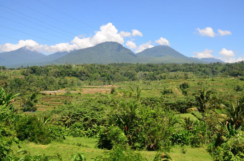 Tropical Island Scenery - View of the Rice Fields Stock Image - Image ...