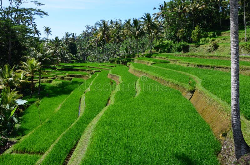 Tropical Island Scenery - View of the Rice Fields Stock Photo - Image ...