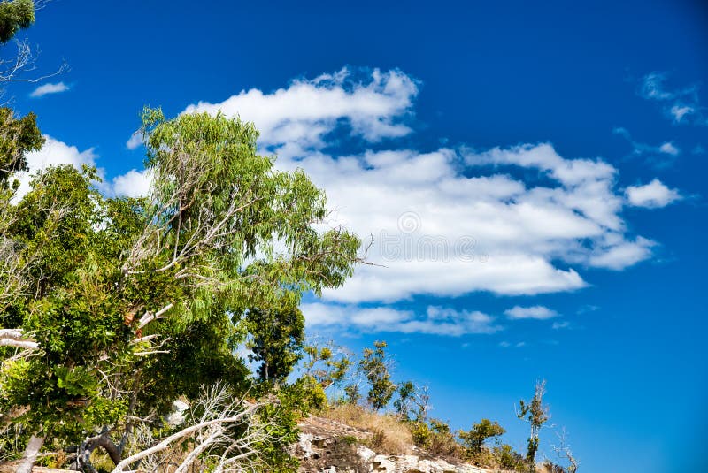 Tropical Island Vegetation Against Blue Sky Stock Photo - Image of ...