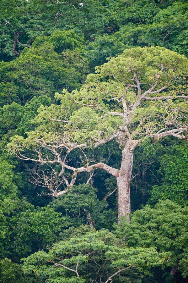 Tropical Jungle Forest Clearing Stock Photo - Image of ferns, clearing ...