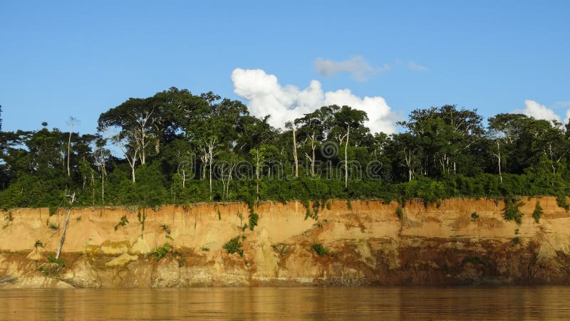 Tropical Jungle Colors stock image. Image of vista, amazon - 36511065