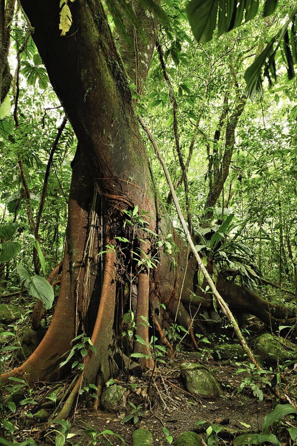 Tropical Jungle Detail Amazon Rain Forest Tree Stock Image - Image of ...