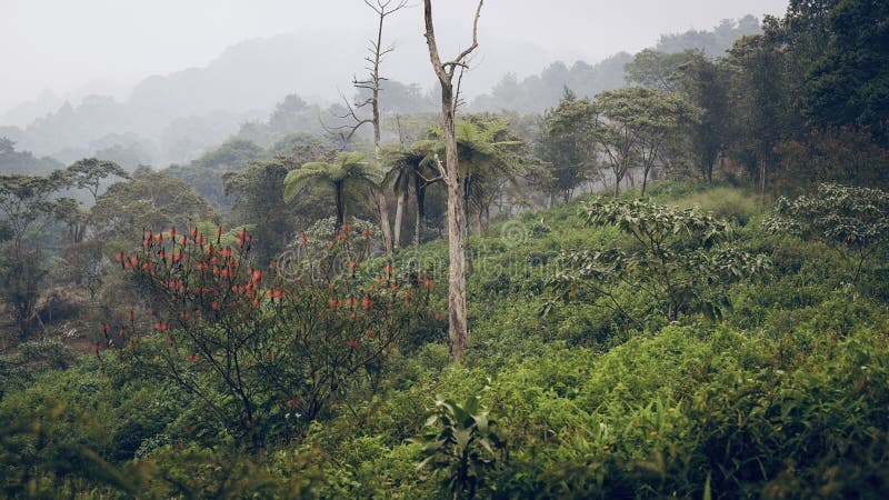 Tropical Jungle stock photo. Image of tropical, grass - 265466534