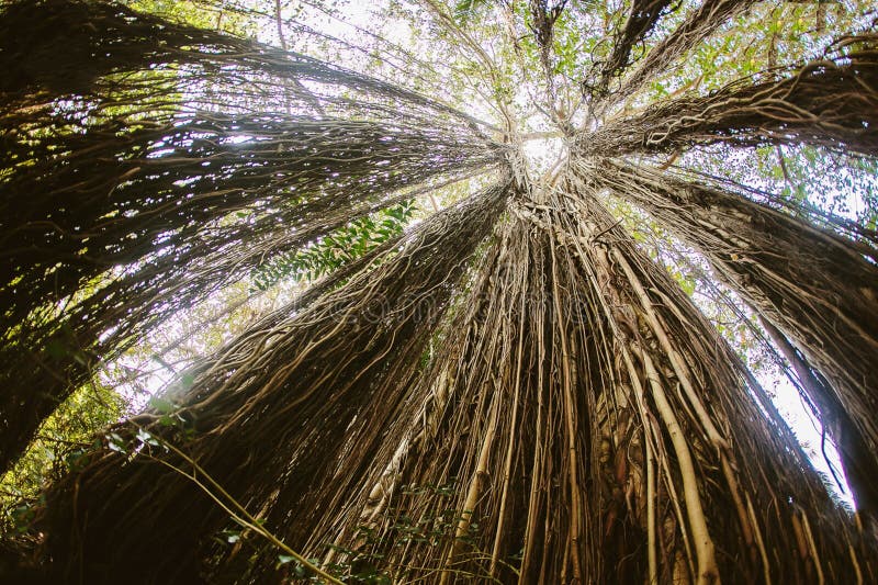 Tropical Jungle Forest with Flowers and Plants. Goa Stock Image - Image ...