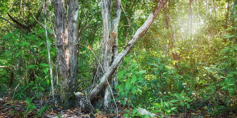 Tropical Jungle Forest in Yucatan Peninsula, Mexico Stock Image - Image ...
