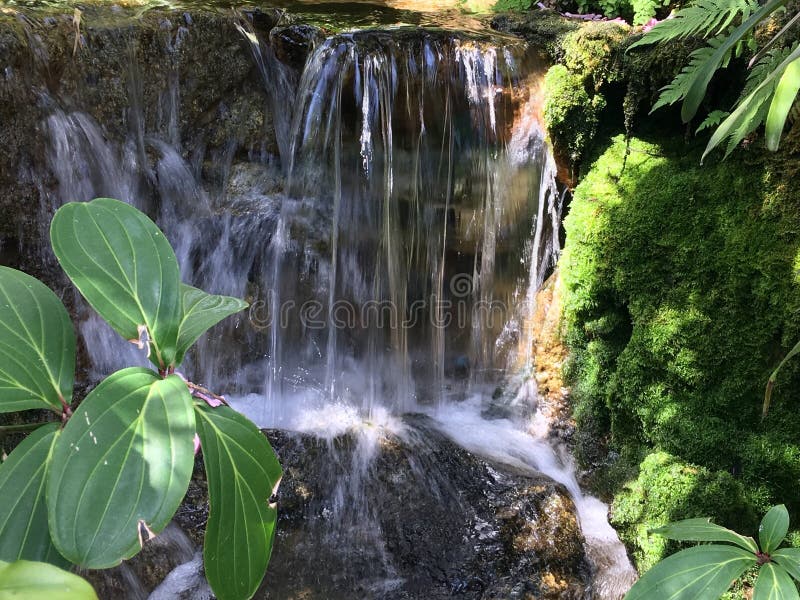 Jungle Greenery Can Provide Fresh Oxygen In The Summertime With Organic ...