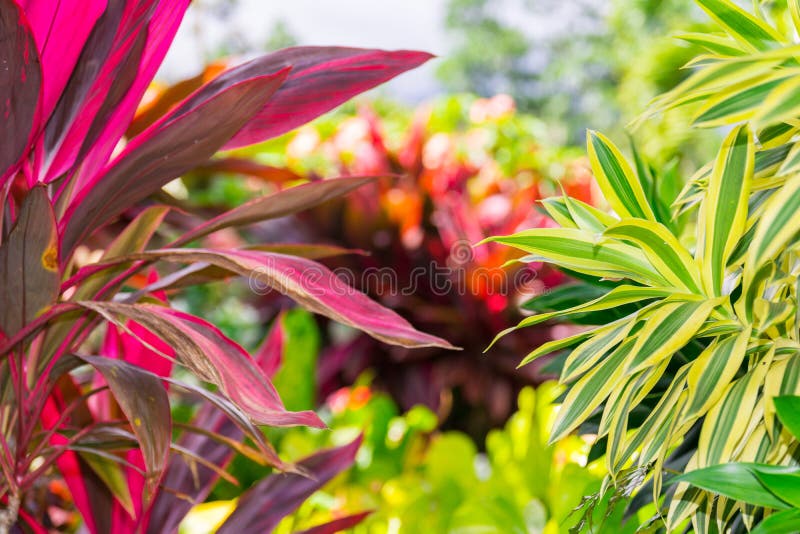 Tropical Jungle Leaf Close Up Stock Photo - Image of ecology, dark ...