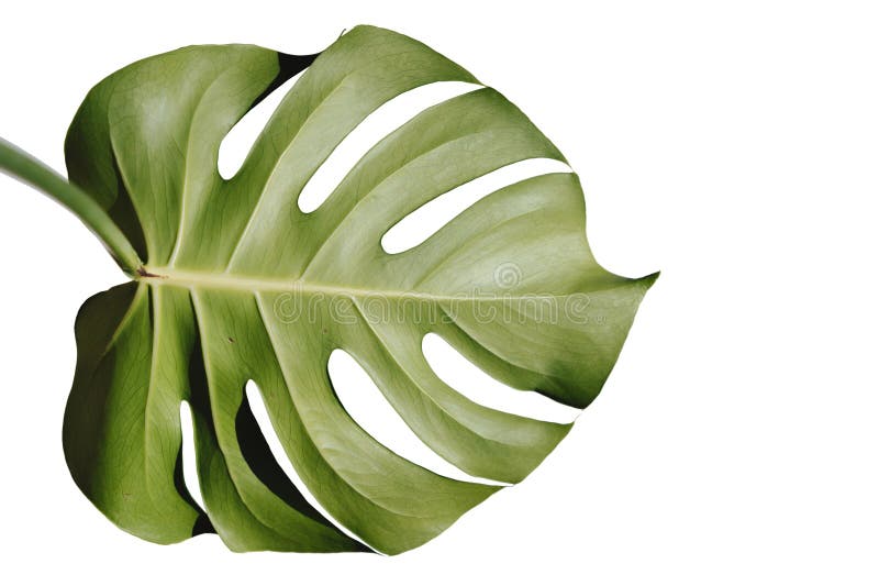 Tropical Jungle Leaf, Monstera Bottom Side Isolated on White Background ...