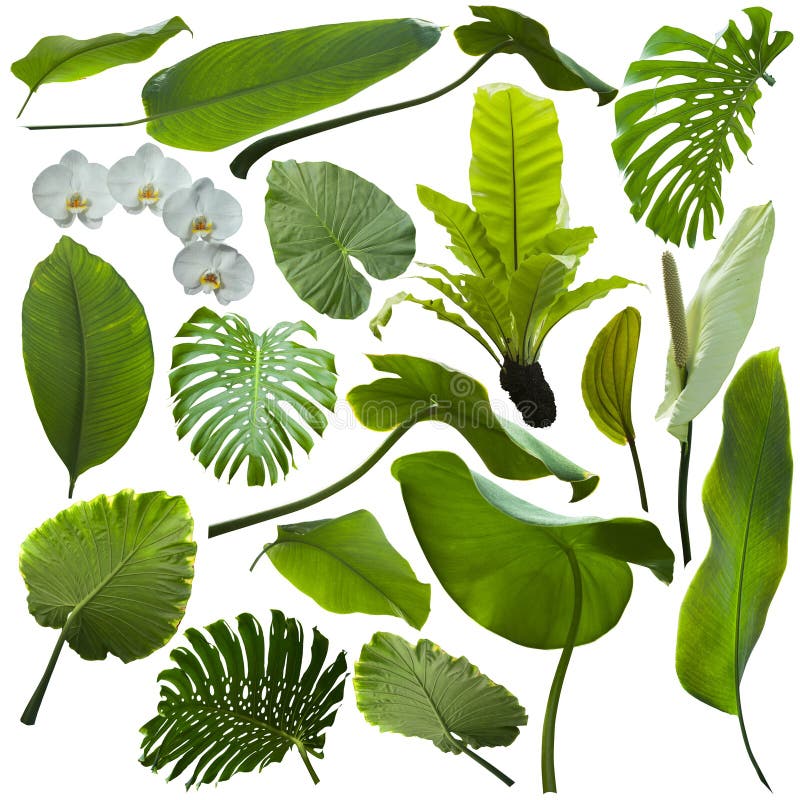 216,486 Jungle Leaves Stock Photos - Free & Royalty-Free Stock Photos ...