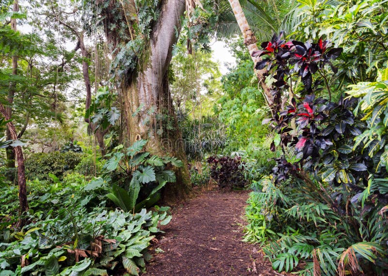 Tropical jungle path stock photo. Image of green, shrubs - 62343230