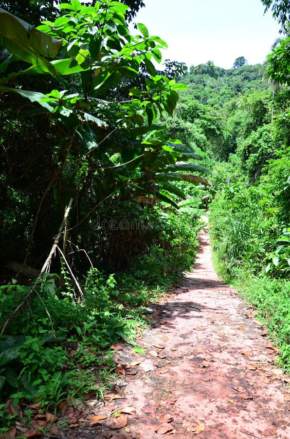 Tropical Jungle - Path in the Forest Stock Image - Image of blooming ...