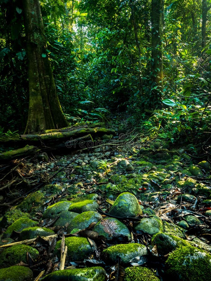 Tropical Jungle, Path To Costa Rica Stock Image - Image of outdoors ...