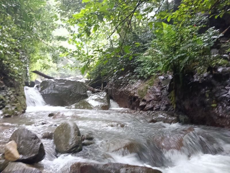Tropical Jungle Stream Flowing through Rocks Stock Photo - Image of ...