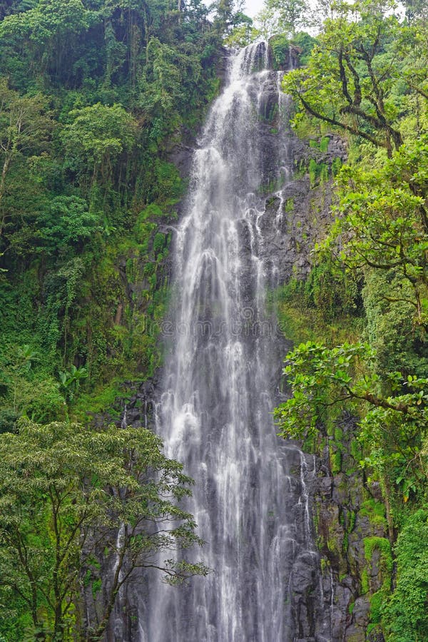 Tropical jungle waterfalls stock photo. Image of flow - 252245624