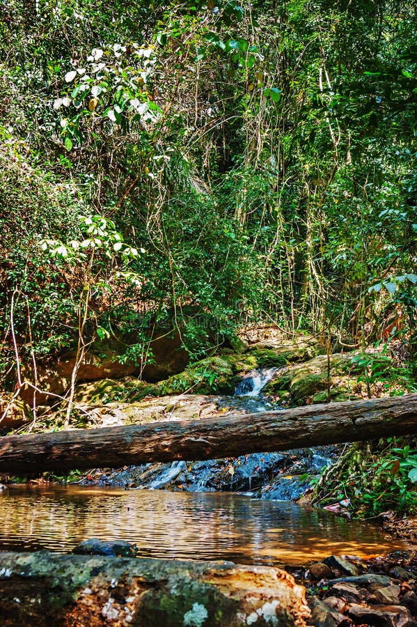 Tropical Jungles of East Asia Stock Photo - Image of flora, jungle ...